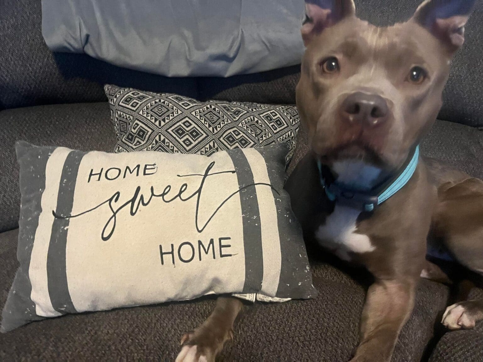 Clay Center Lifts Pitbull Ban; Espy Finds Her Forever Home | KCLY Radio