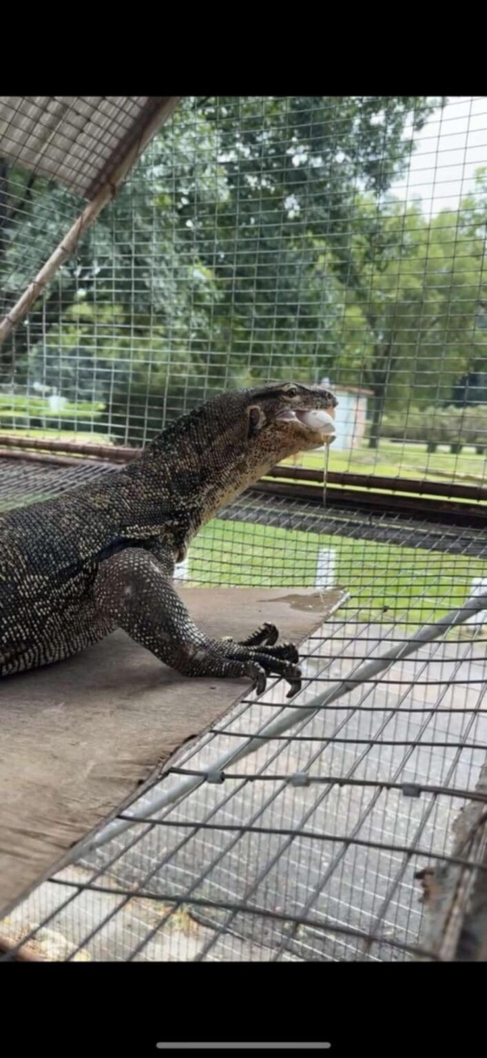 Clay Center Zoo Welcomes Asian Water Monitor | KCLY Radio